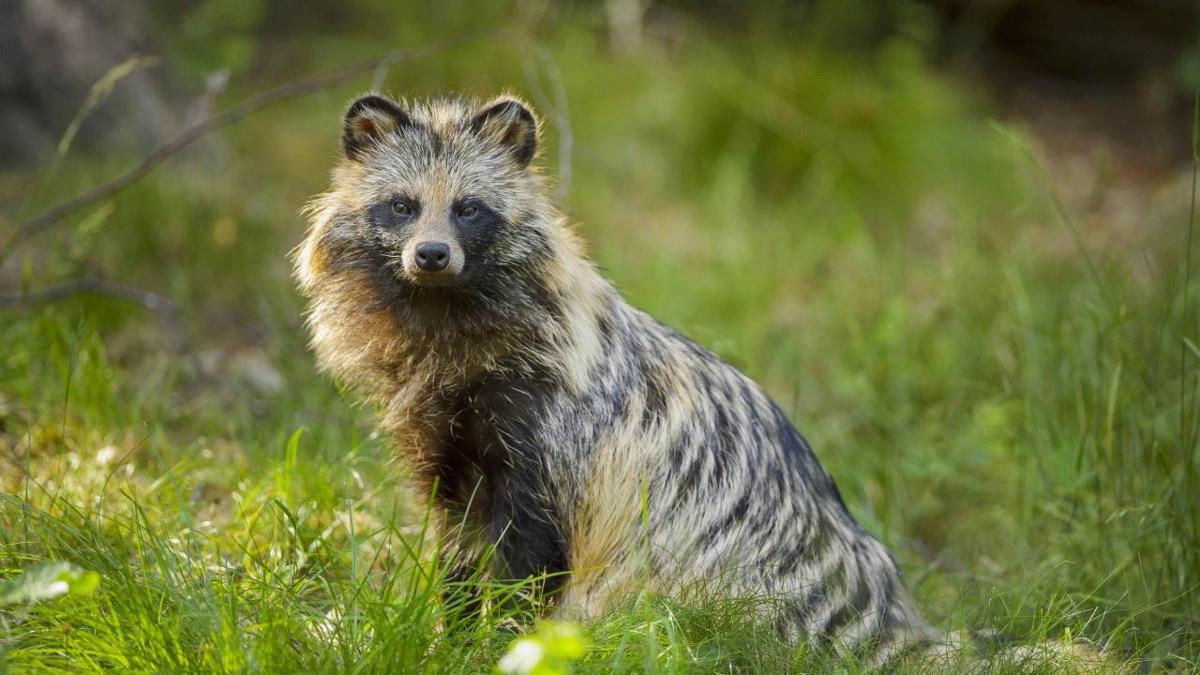 Rakun Köpeği Özellikleri Nelerdir? Rakun Köpeği Bakımı Nasıl Yapılır ...