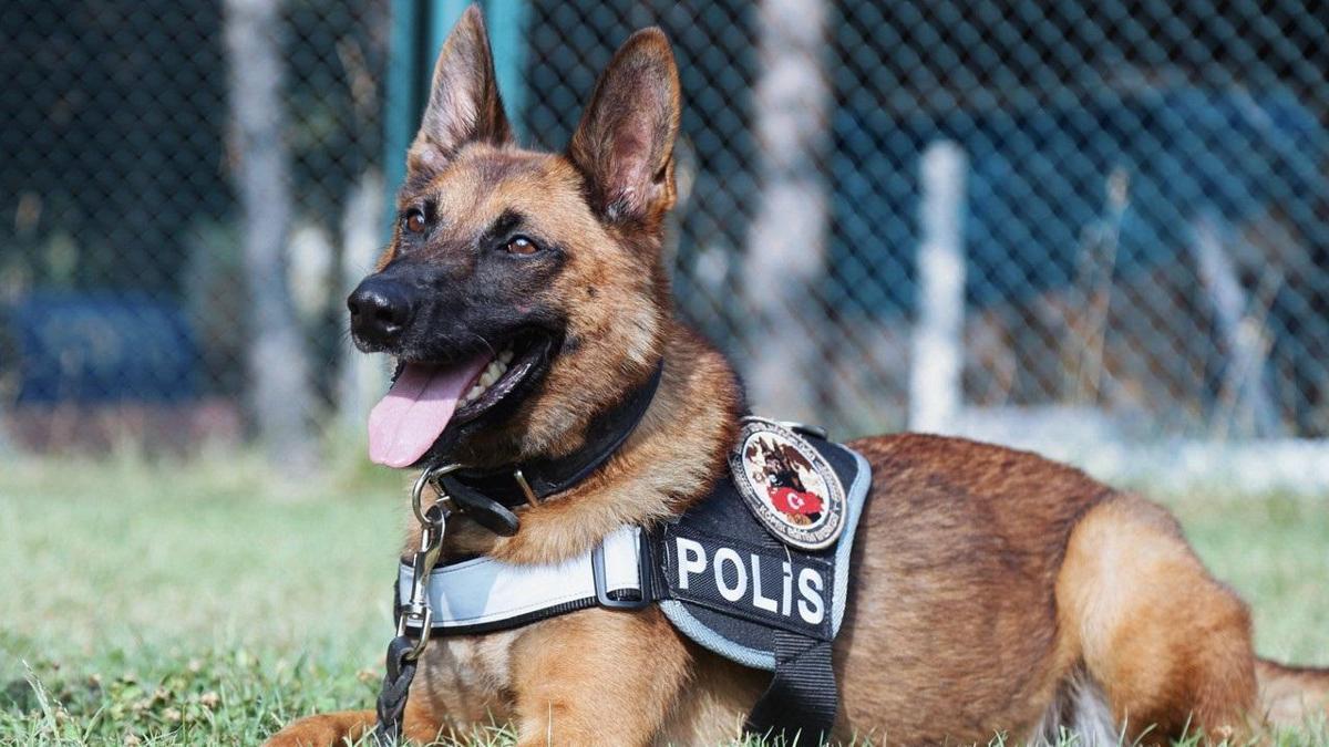 Polis Köpeği Özellikleri Nelerdir? Polis Köpeği Cinsleri Nelerdir? - En ...
