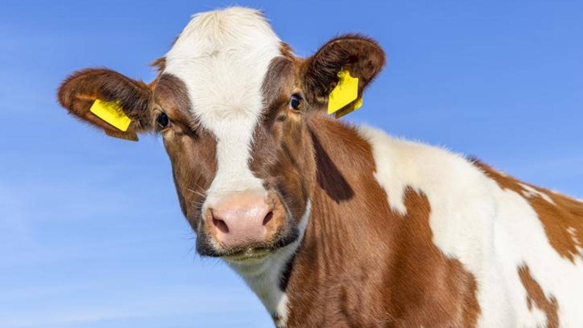 Fıkra değil gerçek! İnek başı 100 euro vergi alacaklar - Dünyadan Haberler