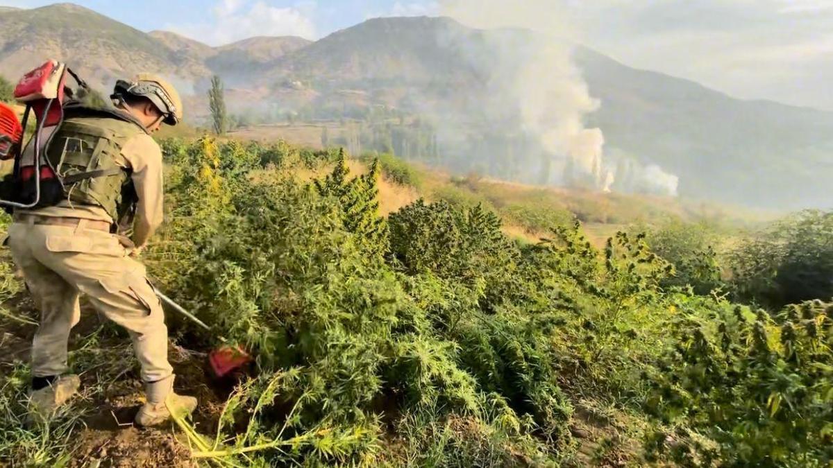 Diyarbakır'da 6 milyon 836 bin kök kenevir ve skunk ile 627 kilo esrar ...