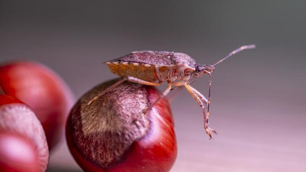 Kahverengi kokarca böceği zararları neler? Kahverengi kokarca böceği ...