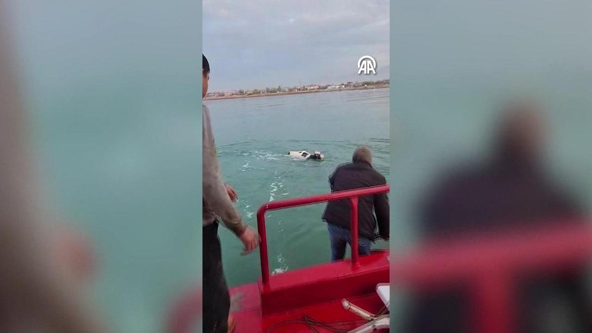 Kasaptan kaçan dana Van Gölü'ne girdi! - | Video