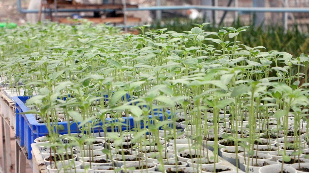 Edirne'de kuraklık ve hastalığa karşı dayanıklı yeni ayçiçeği türü ...