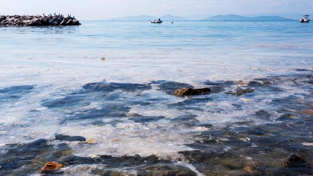 Deniz salyası kabusu geri mi dönüyor? | Video