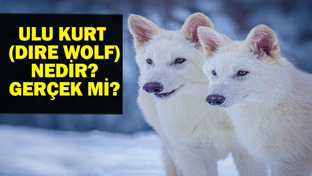 ULU KURT (DIRE WOLF) GERÇEK Mİ, NEDİR? Ulukurt Gerçek Mi, Geri Mi Döndü ...