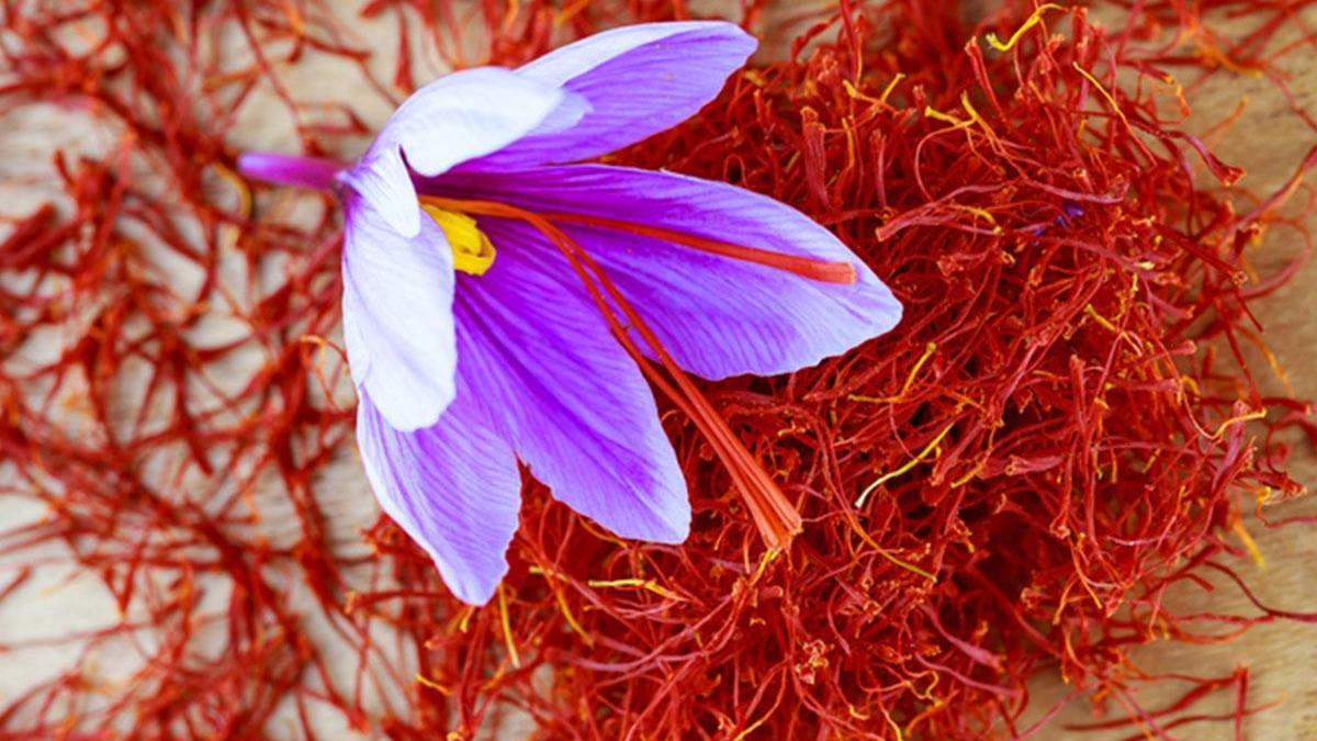 Safran Nasıl Yetişir? Türkiye' de Safran En iyi Nerede Yetişir?