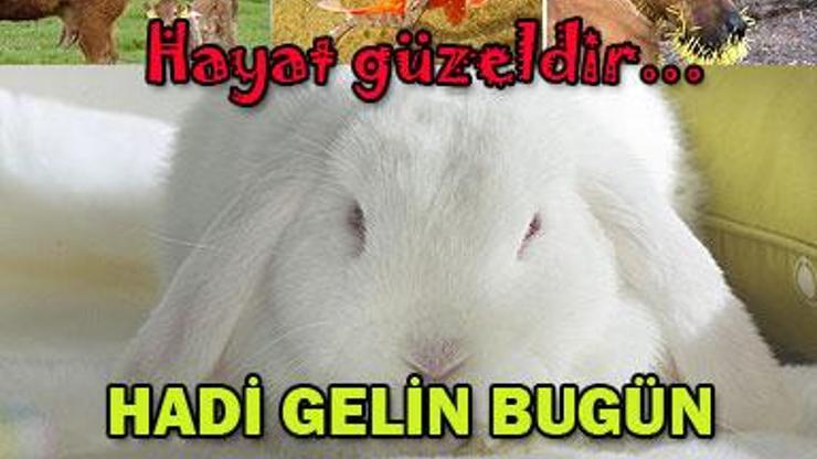 62'den tavşan yaptık!