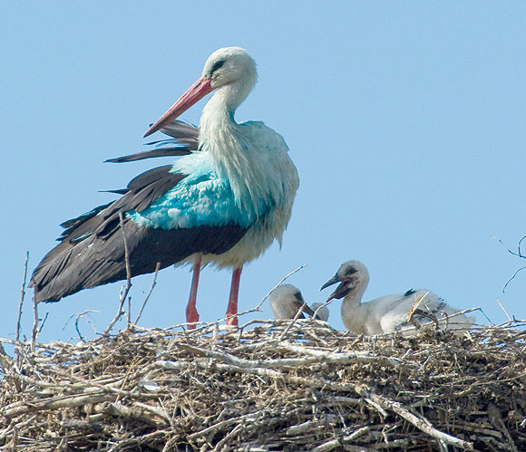 Mavi leylek baba oldu