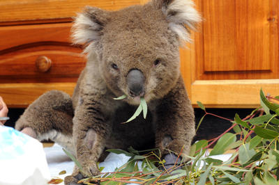 Koala Sam felaketin simgesi oldu - Son Dakika Dünya Haberleri CNN Türk