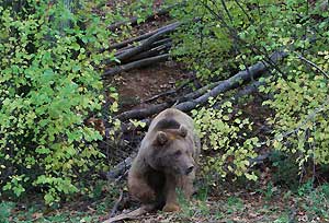 Datvi doğal yaşama alıştı