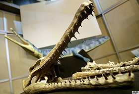 Brezilya'da 62 milyon yıllık timsah fosili