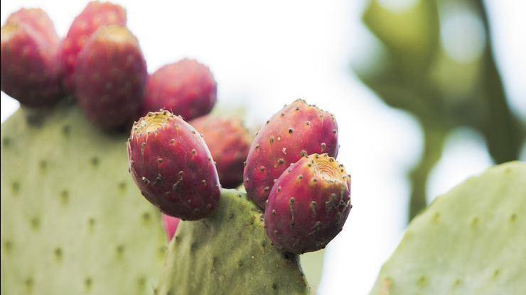 Babutsa yemek sağlığa faydalı mı? - Magazin Haberleri