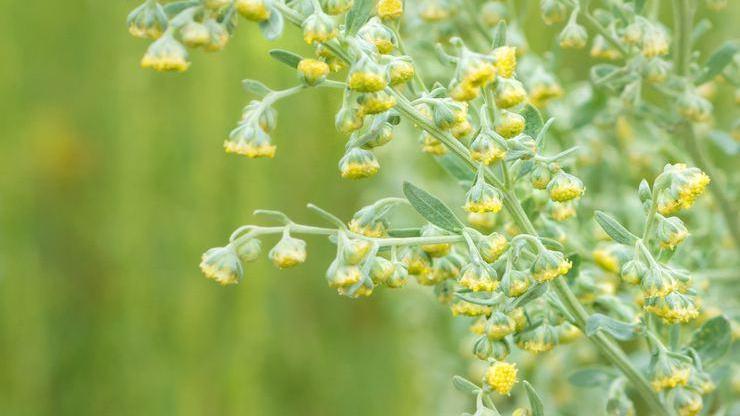 Pelin otunun faydaları nelerdir, neye iyi gelir? - Sağlık Haberleri