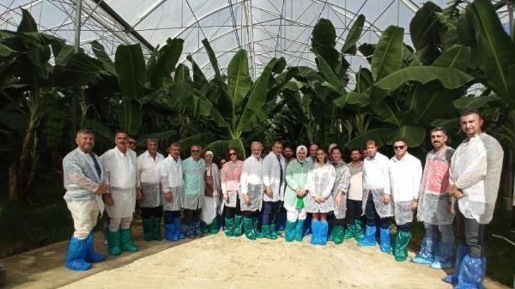 Muzda 'fusarium solgunluğu' hastalığı anlatıldı - İskenderun Haber