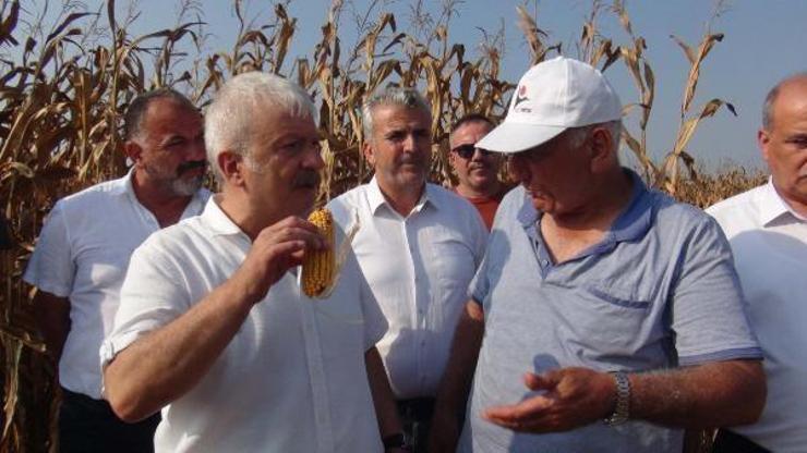 OZO Başkanı Sezgin: Osmaniye'de mısır fiyatının açıklanması bekleniyor ...