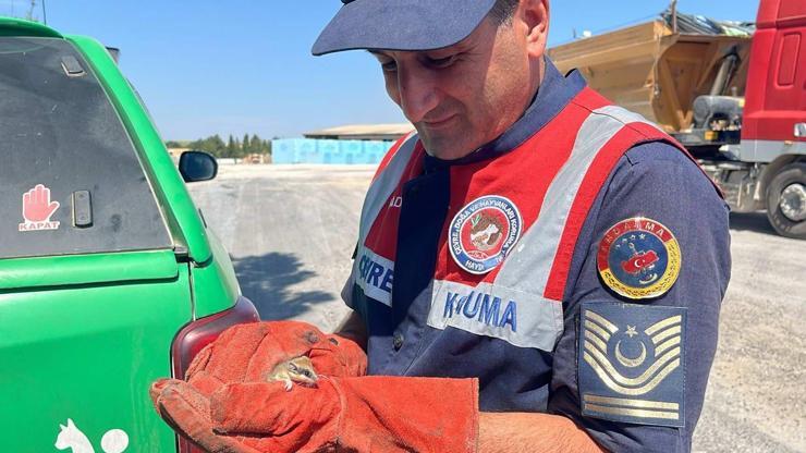 Bitkin halde bulunan nesli tehlike altındaki yediuyur yavrusu, bakıma ...